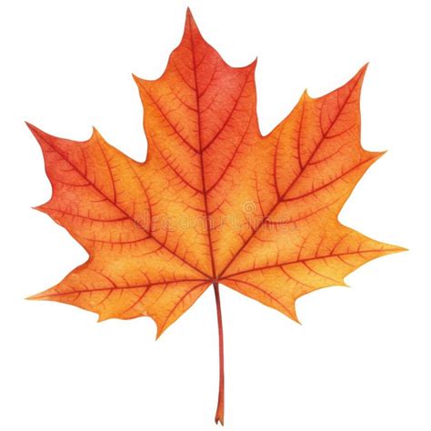 Detailed Orange And Red Autumn Maple Leaf Illustration Stock
