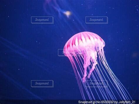 アカクラゲの魅力の写真画像素材 6533332 Snapmartスナップマート
