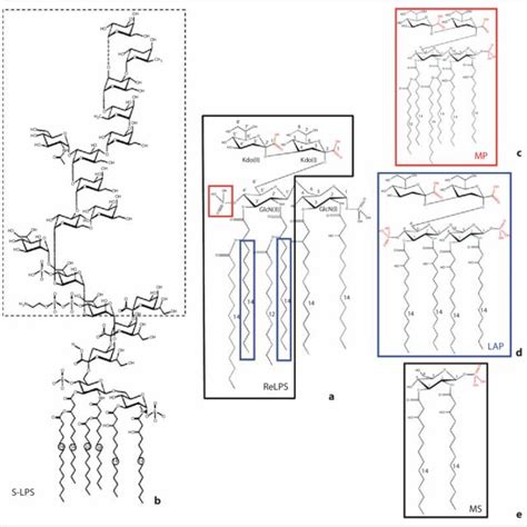 Molecular Structure Of Lps A The Minimum Structure Required For