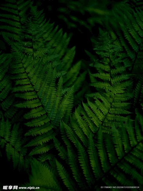 蕨类植物摄影图 树木树叶 生物世界 摄影图库 昵图网