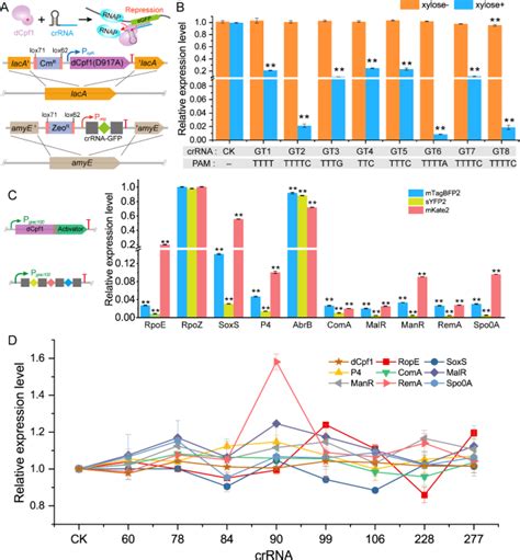 基于crispr Cpf1的枯草芽孢杆菌多基因编辑与表达调控系统成功创建 知乎