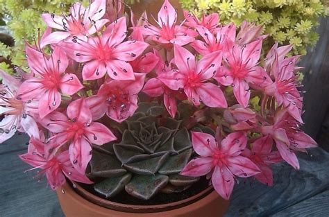 Flores De Cactus Y Suculentas Preciosas Imágenes Plantas
