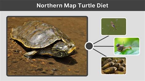 Northern Map Turtle Identification Size Habitat Diet And Care Guide