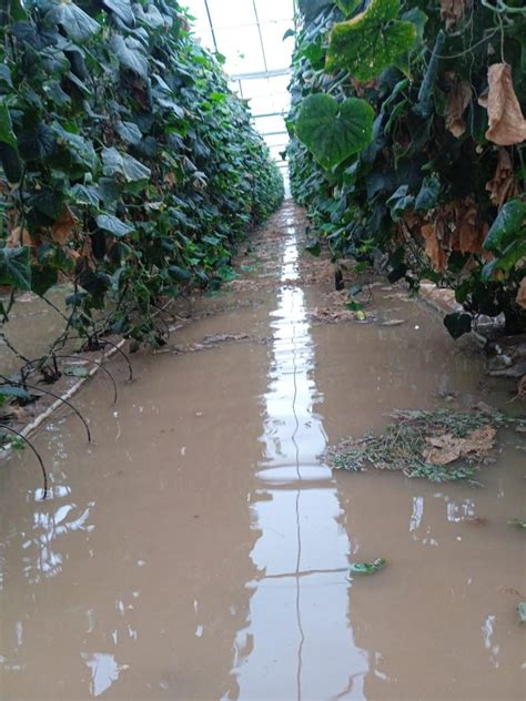 Tristeza Y Resignación Entre Los Agricultores Y Ganaderos De La Zona
