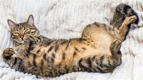 Pregnant Cat Belly Smaller At Russell Weyand Blog