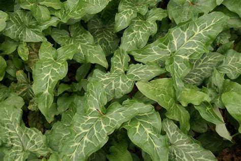 Invasive Weeds Italian Arum Blessing Landscapes
