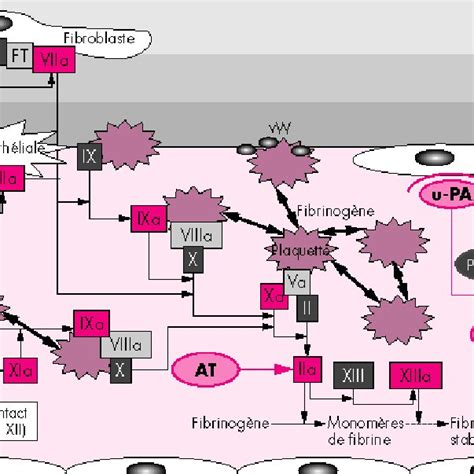 Calibrated Automated Thrombogram Download Scientific Diagram