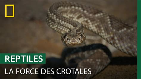 Comment chaque espèce de crotale s est adaptée à son territoire YouTube