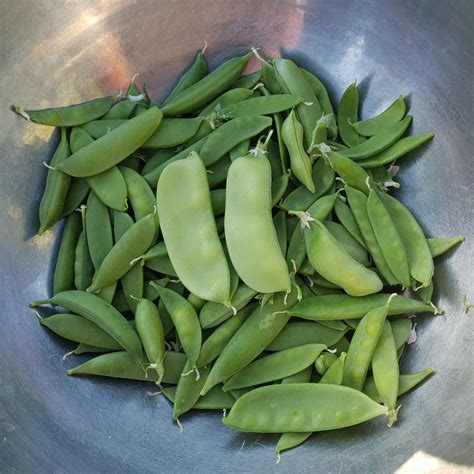 Found Some Megapods 😋 R Vegetablegardening