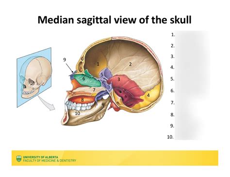 Diagram Of Median Sagittal View Of Skull Quizlet