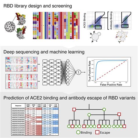 Deep Mutational Learning Determines The Impact Of Sars Cov 2 Receptor