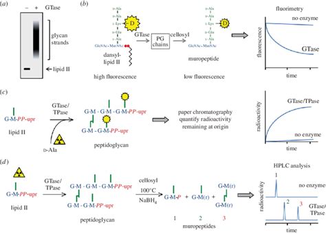 Schemes Of The Currently Used Pg Synthesis Activity Assays A