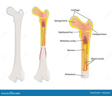 Human Bone Anatomy Stock Vector Illustration Of Medicine 66574201