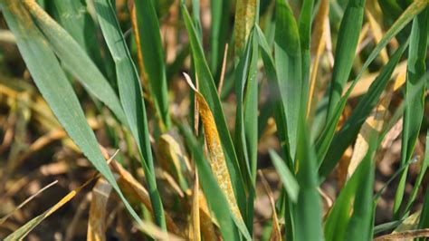 Early Control Needed For Rust In Wheat Farm Contractor And Large Scale