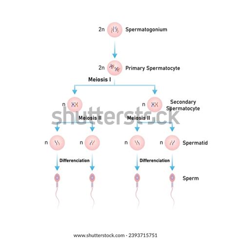 Spermatogenesis Process Scientific Design Vector Illustration Stock