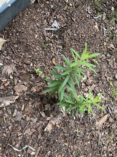 A Weed Or A Pepper Plant If A Weed What Kind R Whatplantisthis