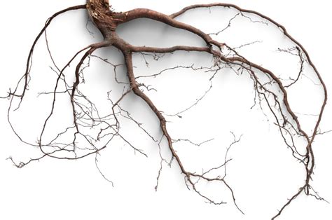What Happens To The Roots After A Tree Is Cut Down American Climbers