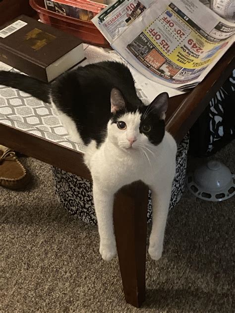 Shes Just Hanging Around Scrolller
