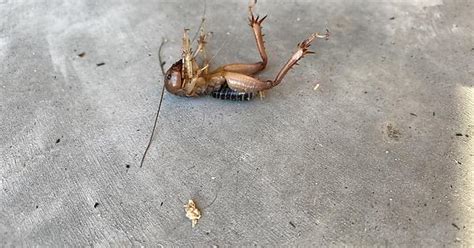Gross Bug Album On Imgur