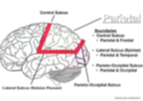 SOLUTION: Diagram of parietal lobe of brain - Studypool