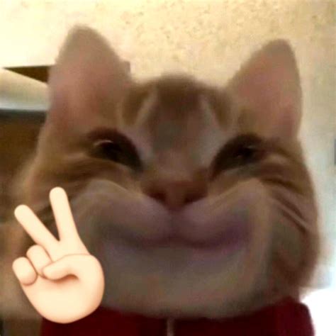 最近有点火的可爱歪嘴小猫表情包图片大全配图网