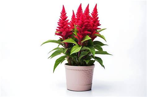 Premium Ai Image Cockscomb Flower In The Pot Realistic Photo