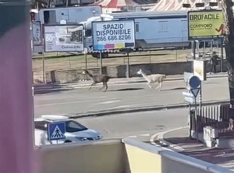 Roma I Lama Scappano Dal Circo E Fuggono In Strada Fuga In Via Di