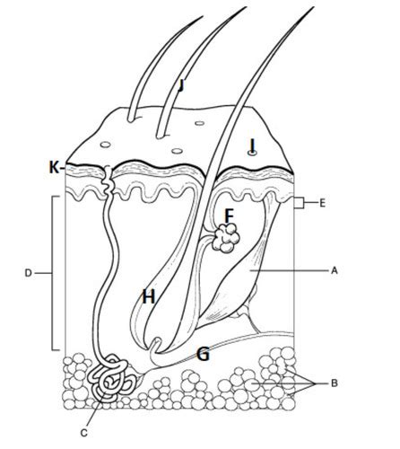 Chapter 6 Integumentary System Flashcards Quizlet