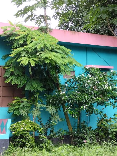 Alam Bhuiyan Photography