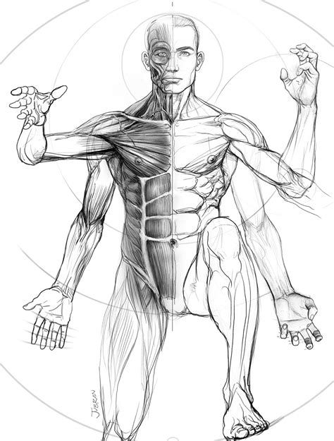 Anatomia Corpo Humano Desenho BRAINCP