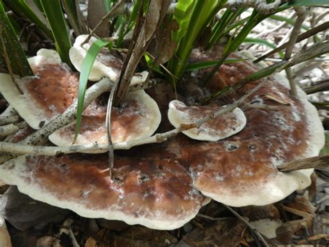 Amylosporus Campbellii · Inaturalist