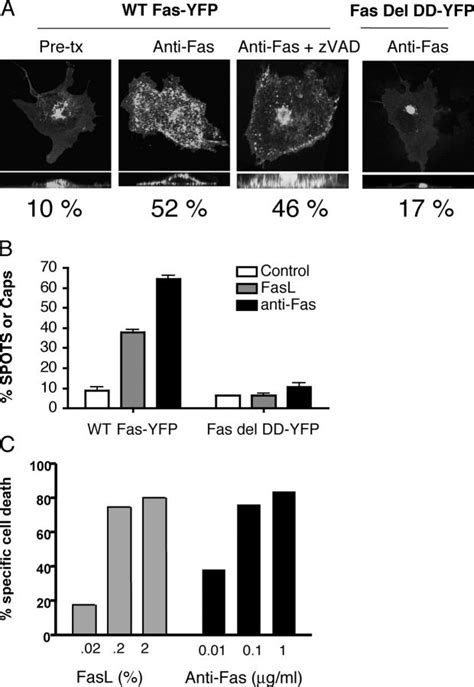 Redistribution Of Wild Type And Mutant Fas Yfp Fusion Proteins After