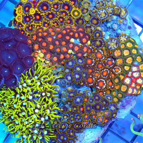 Zoanthids List At Claire Hawes Blog