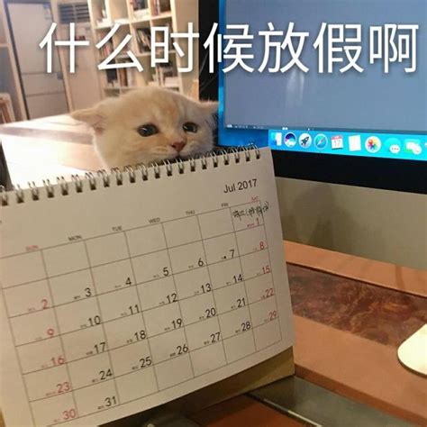 來一波貓咪錶情包坐穩了別被萌翻 每日頭條