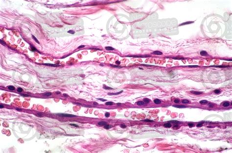 Capillary Histology