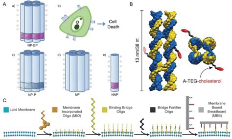 A A Membrane‐spanning Dna Nanopore Np With Cytotoxic Activity And