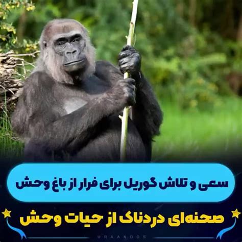 تلاش بی وقفه گوریل برای فرار از باغ وحش