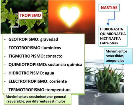 Organismos Productores Qué Son Y Ejemplos De Animales