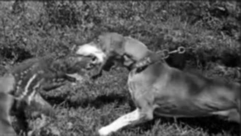 Denuncian Caza Ilegal De Fauna Silvestre En Un Criadero De Perros En