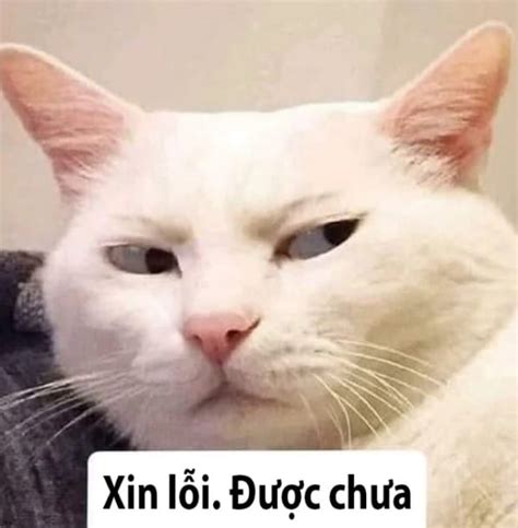 Meme Mèo Xin Lỗi Cute Nhất 39 Ảnh Chế Vui Đáng Yêu