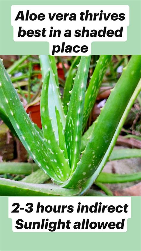 Aloe Vera Care Guide Where To Place Your Aloe Vera