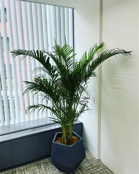 観葉植物🪴と鉢カバー ブログ 福岡市の観葉植物レンタルならグリーン・ポケット福岡早良店