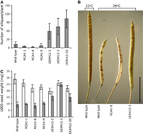 Effect Of 26 8 C Heat Stress On Development And Yield Of Wild Type Download Scientific Diagram