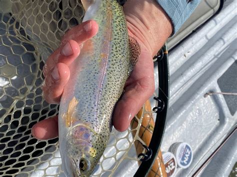 Bozeman Fly Fishing Guides And Outfitters 2025 All You Need To