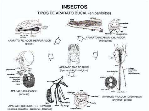 La Cucala Educativa Consejos Sobre Las Picaduras