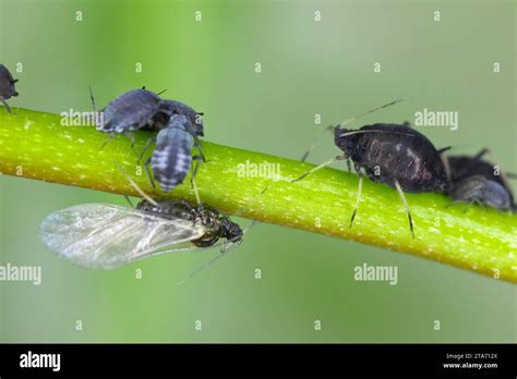 Aphis Fabae Aphids Black Bean Aphid A Colony Of Wingless And Winged