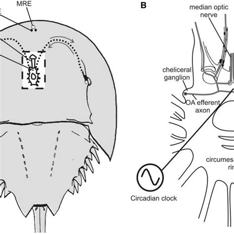 A Dorsal View Of Limulus Showing The Locations Of Its Eyes Rectangle