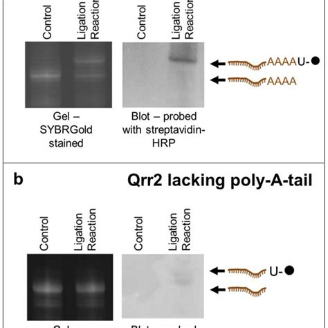 A Streptavidin Coated Microarray Slide With Control Spots Of 1