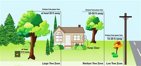 Planting The Right Tree In The Right Place Rock Energy Cooperative Planting The Right Tree In The Right Place Rock Energy Cooperative