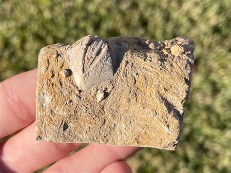 Alabama Fossil Blastoid Pentremites Sp Mississippian Trilobite Age